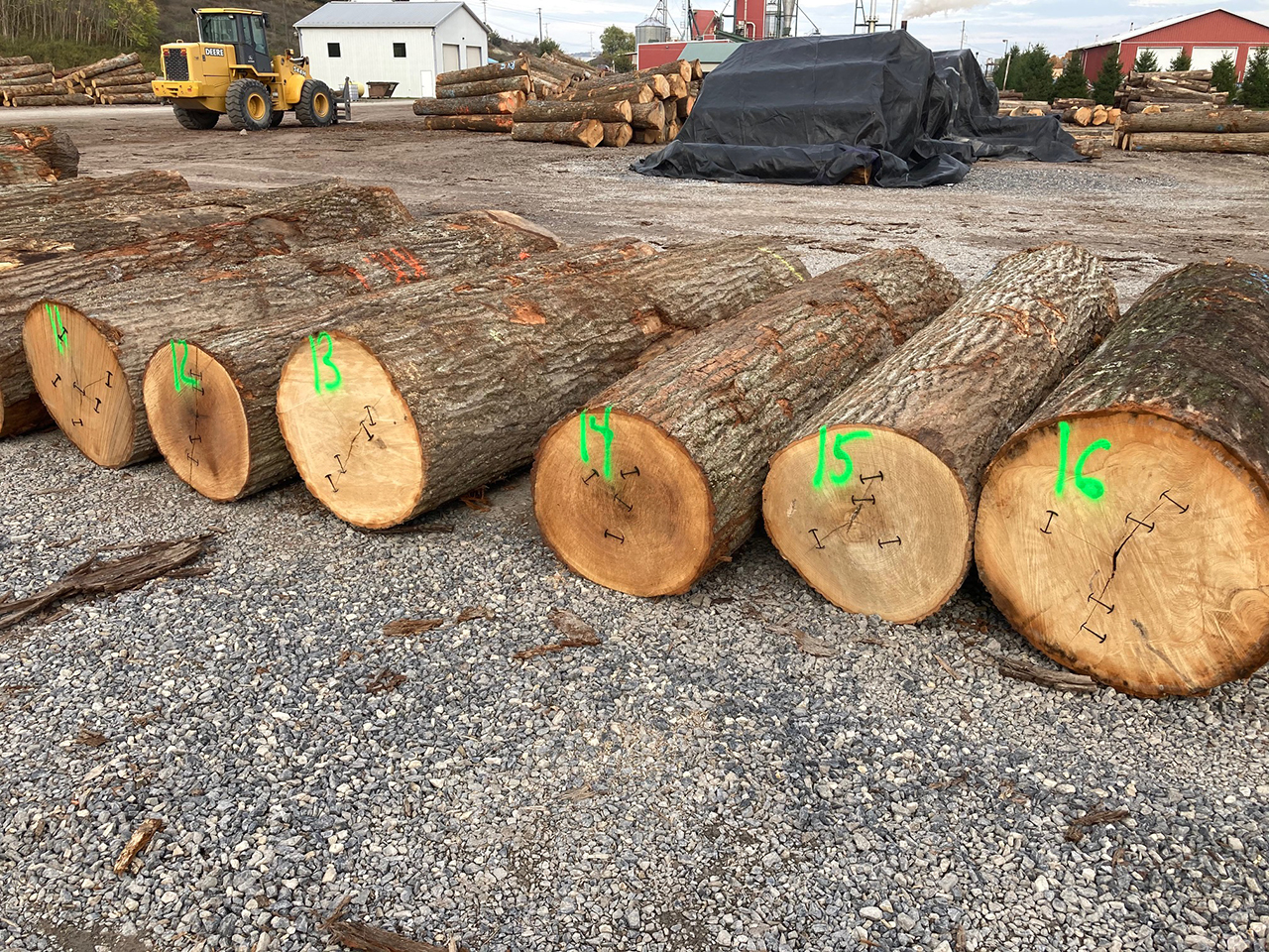 Red Oak - HertzWood